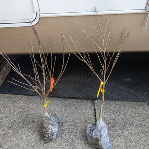 Cornus Sericea 'bergeson Compact' Dwarf Red Twig | Etsy