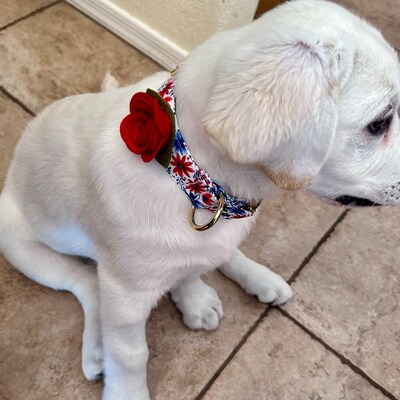 Rifle Paper Co Print Dog Collars 9 Cute Floral Trendy Patterns No ...