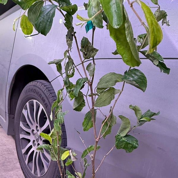 Buddha's Hand Lemon Grafted Plant Fingered Citron Fruit Tree Tropical ...