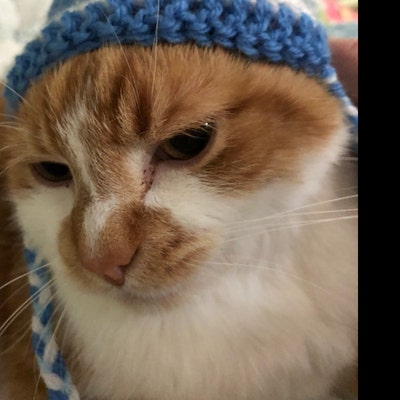 Hat for Cats, Toboggan Cat Hat, Beanie for Cats & Kittens, Cat Stocking ...