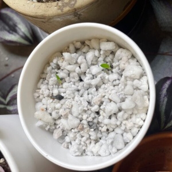 Terracotta Planter/furan Pot/neofinetia Pot/orchid Pot/succulent Pot ...