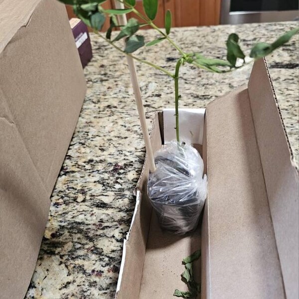 Athens Blue Princess Glory Bush Plant~~tibouchina Urvilleana~small ...