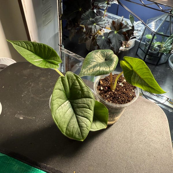 Alocasia Platinum “bisma” Starter Plant (ALL STARTER PLANTS Require You ...