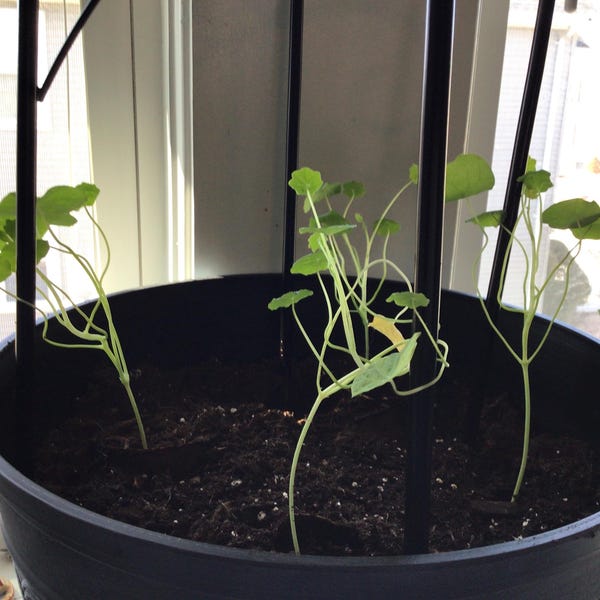 Manjula Pothos (epipremnum Aureum 'manjula') | 4inch Pot - Etsy