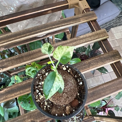 Albo Variegated Spider Man Monstera variegated Amydrium Medium Starter ...