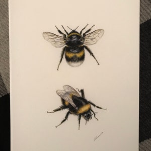 PRINT Flying Bumblebee, Bumblebees Butt, Realistic Bumblebee Wall Art, Zoological Illustration ...