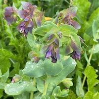 Tumbling Ted SOAPWORT SAPONARIA OCYMOIDES 700 Seeds - Etsy UK