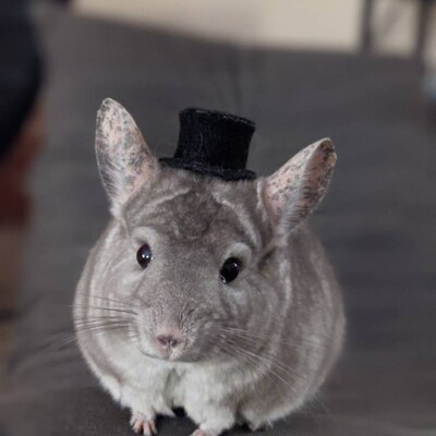 Mini, Top Hat, Miniature Hat, Gift, Mini Top Hat, Bottle Cap, Wine ...