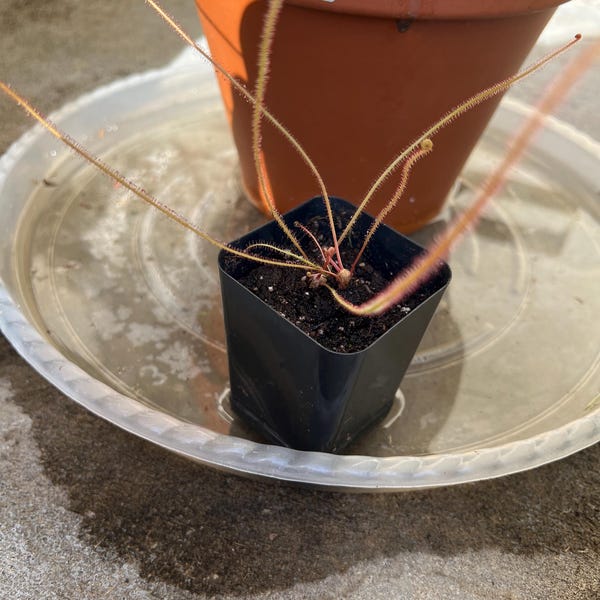 Xyris Difformis Bog Yellow-eyed-grass - Etsy