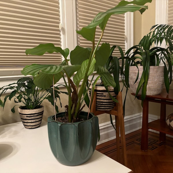 Green Behemoth Ceramic Planter Pot. Unique Pattern. Indoor Outdoor ...