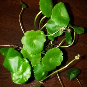Hydrocotyle Vulgaris Copper Coin Plant, Chinese Coin Plant Marsh ...