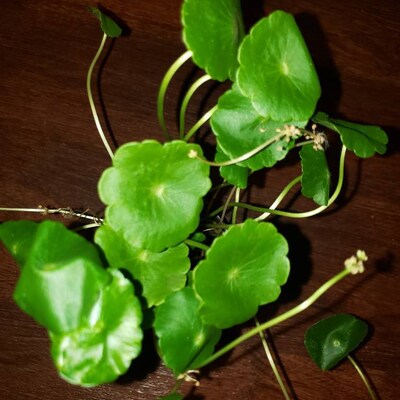 Hydrocotyle Vulgaris Copper Coin Plant, Chinese Coin Plant Marsh ...
