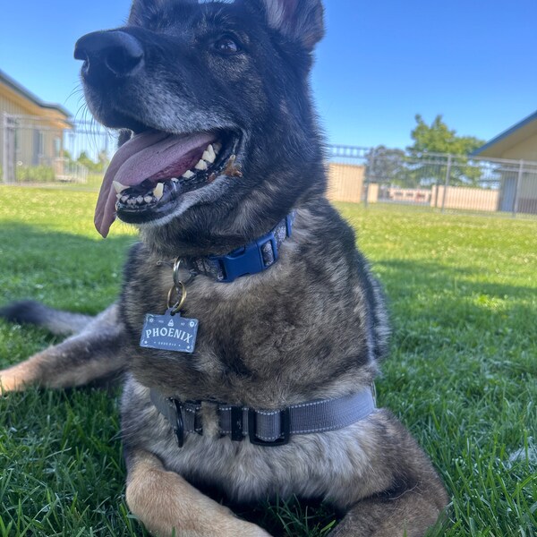 Witchy Pet ID Tag, Custom Personalized Dog or Cat Tags, Mystical Gothic ...