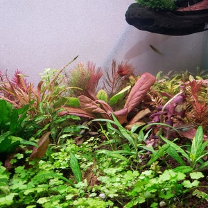 Samolus Parviflorus Red Rare Live Aquarium Plants - Etsy
