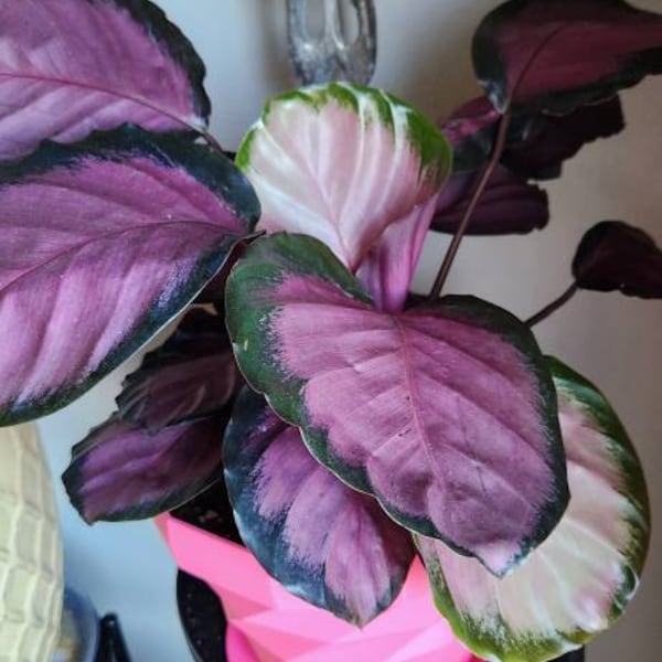 Calathea Pink Star in 6" Pot, Live Plant, Prayer Plant - Etsy