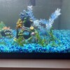 X2 Subwassertang Moss on Cholla Wood - Shrimp Hideout & Betta Aquarium ...