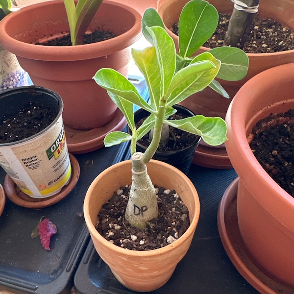 1 Grafted Double"black Purple" Adenium Obessum/desert Rose Plant. 4-6 ...