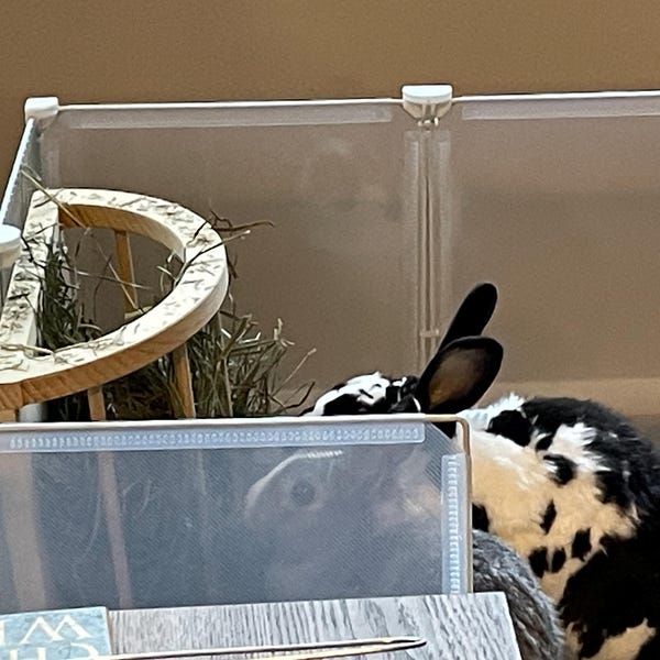 Guinea Pig Name Tag, Guinea Pig Accessories, Pet Tag, Guinea Pig ...