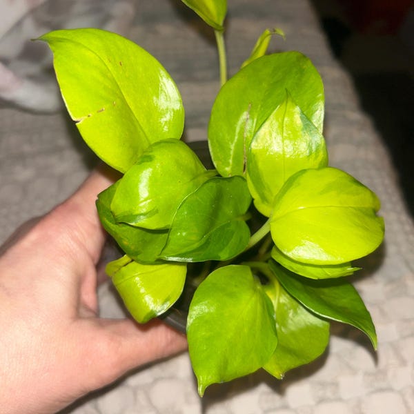 Starter Plant Thanksgiving/ Holiday Cactus "limelight Dancer" in a 3 ...