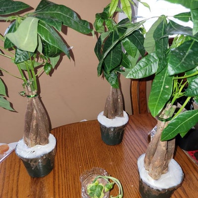 Live Lemon Prayer Plant in a 3 Pot Prayer Plant Maranta Leuconeura ...