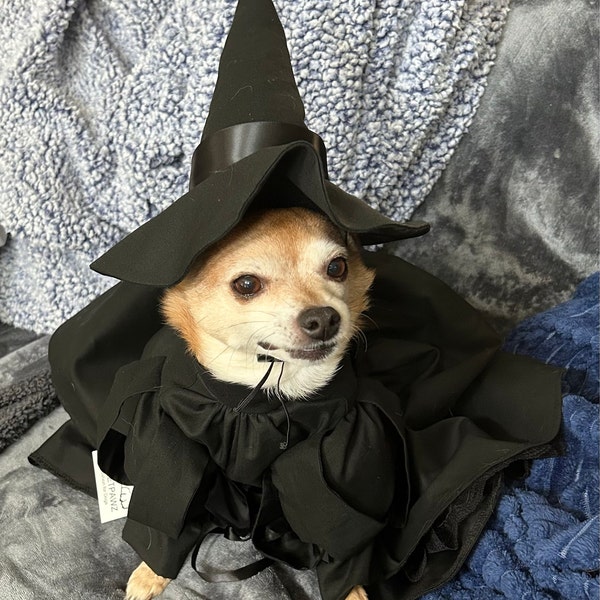 Dog Cleopatra Halloween Costume, Cleopatra Dog Costume, Puppy Cleopatra ...