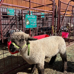 Stock Show Barn Sign, Barn Stall Sign, Fair Sign, Show Animal Sign ...