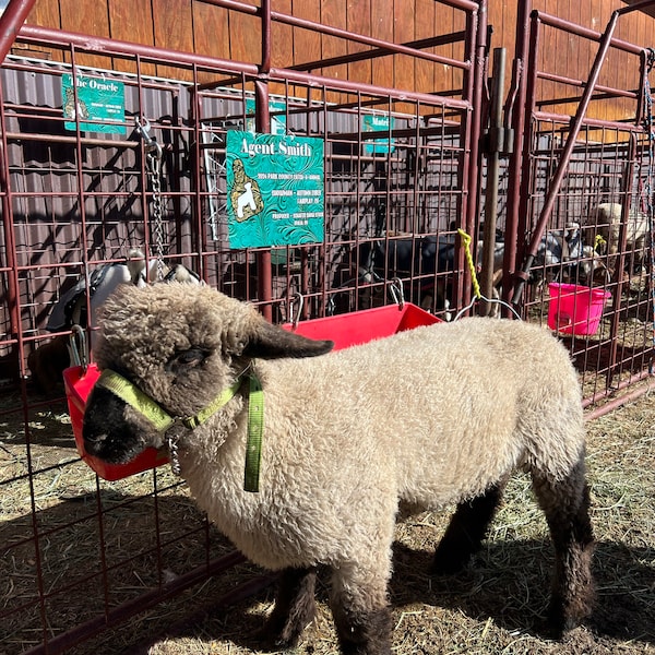 Stock Show Barn Sign, Barn Stall Sign, Fair Sign, Show Animal Sign ...