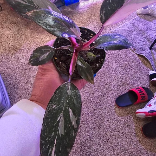 Rare Philodendron Pink Princess Marble Galaxy - Assorted 4 Inch Pots ...