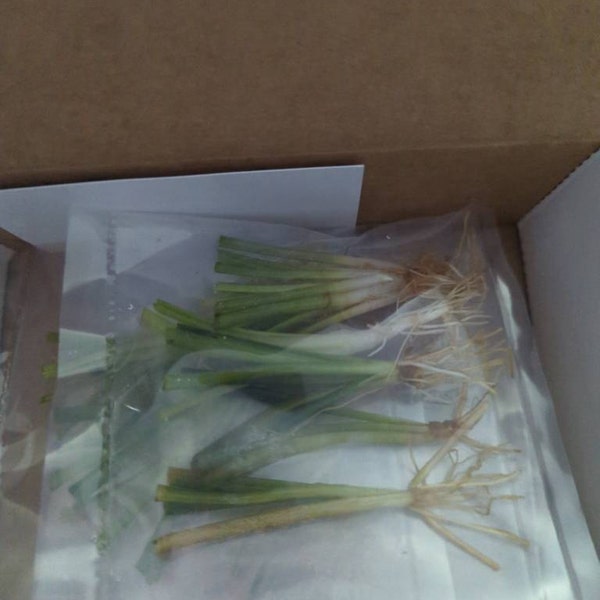 15x Dwarf Sagittaria Subulata Dwarf Sag Live Aquarium Plants Aquatic ...
