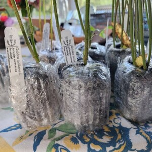 Curry Leaf Tree sweet Neem Live Plant - Etsy