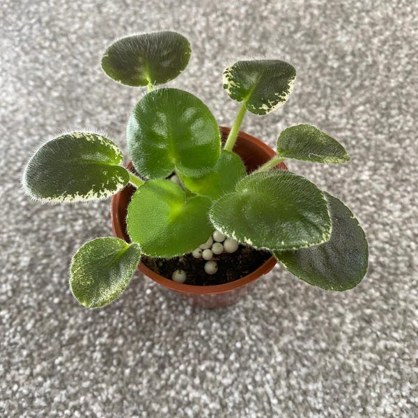 Very Rare 'leaf Chimera Rob's Lucky Penny' African Violet Miniature ...