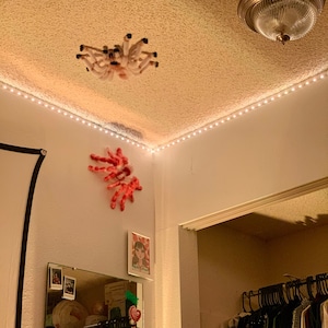 Realistic Tarantula Spider Poseable Shelf Decor Wall - Etsy