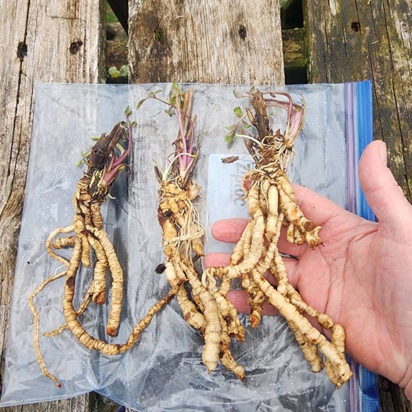 Solomon Seal Plant Roots/bulbs/tubers - Etsy