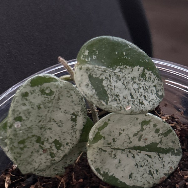 Hoya Mathilde Splash/silver UNROOTED - Etsy