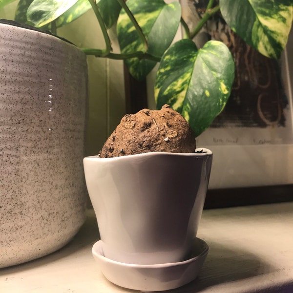 Small White Ceramic Planter With Saucer, Small Planter, Small Plant Pot ...