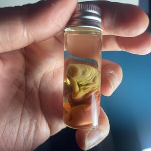 Mixed Mystery Lot Wet Specimens Insect Mammal Bird Aquatic. - Etsy