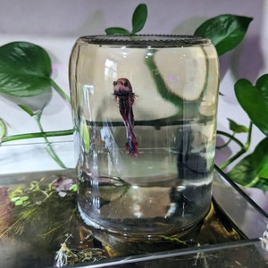 Inverted Betta Tank Holder, Panoramic View for Betta Fish, 360 View for ...