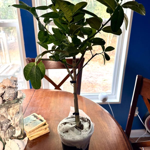 Buddha's Hand Citrus Tree - Indoors/out - No Ship to Tx,fl,az,ca,la,hi ...