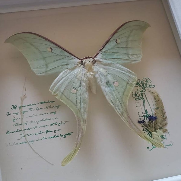 Engraved Name Real Butterfly Frame, Christmas Gift, Housewarming Decor ...