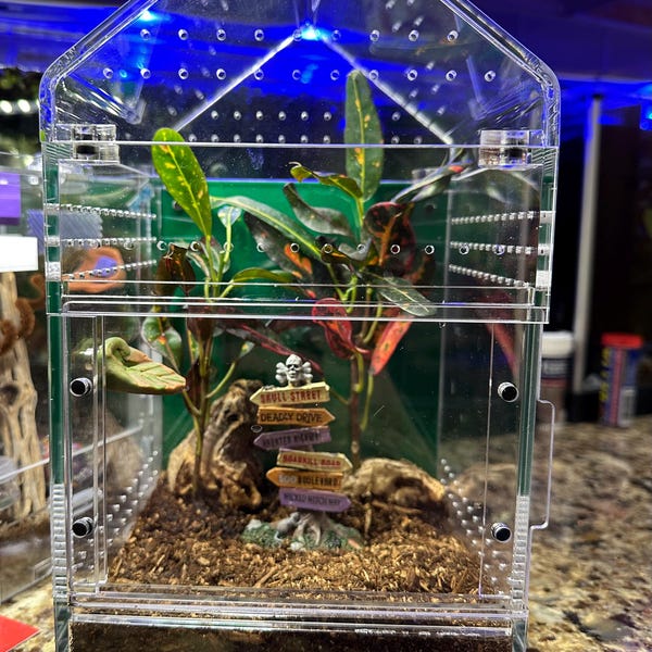 Coffin Crib Medium- Clear | Coffin Shaped Terrarium | Spider Enclosure ...