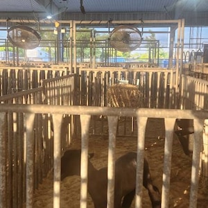 Market Barrow Hog Pig Show Award for Livestock Show Expo 4H Trophy - Etsy