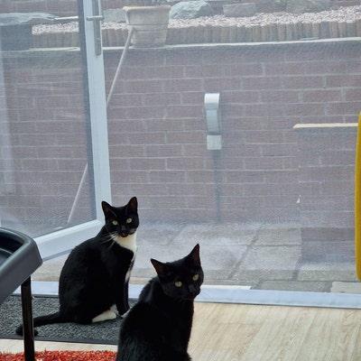 Small Custom Flat Cats Window Screens Mesh Window Protection for Cats ...