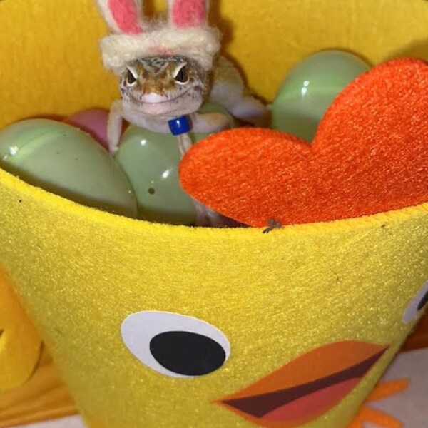 Leopard Gecko and Other Lizard Hats - Etsy