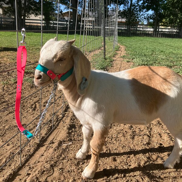 LAMB HALTER | "duo" | Stock Show | Show Lamb | - Etsy