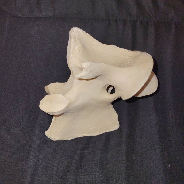 Skull/bone Dream-catcher/chime With Feathers - Ceremonial Piece Voodoo ...