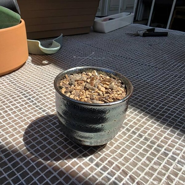 Bulbine Torta, Super Rare Succulent！ - Etsy