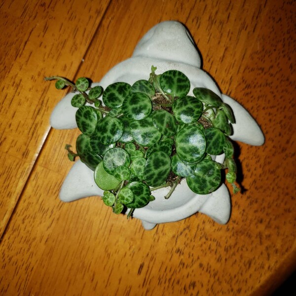 Tropical Mini Terrarium String of Turtles Kit - Etsy