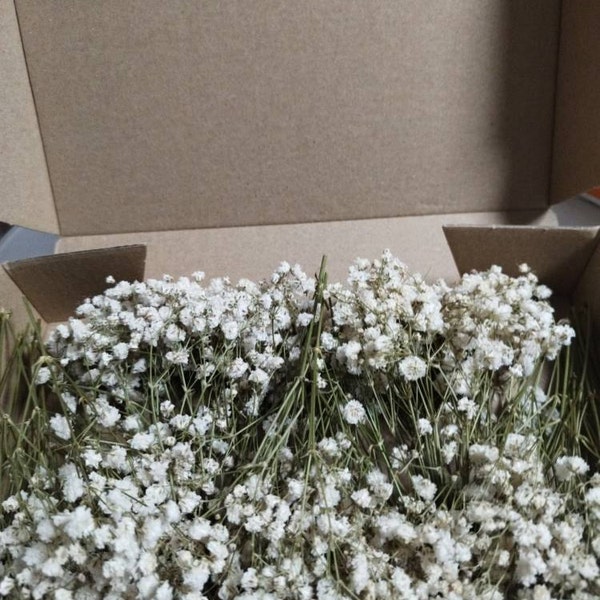Rainbow Gypsophila, Baby Breath, Fresh Colored Gypsophila, Real Big ...