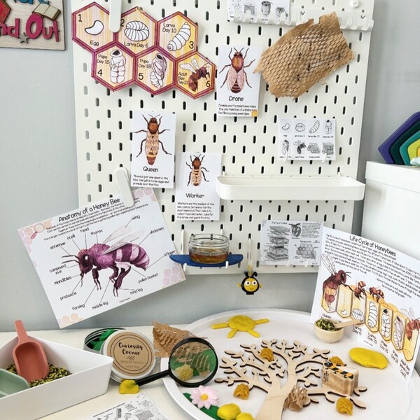 Honey Bee Unit Study Homeschool Summer Activities Bee Life Cycle ...