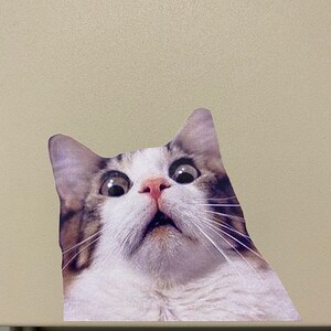 Scaredy Cat Sticker Cat Sticker Cat Kitty Cat Gift Kitty | Etsy